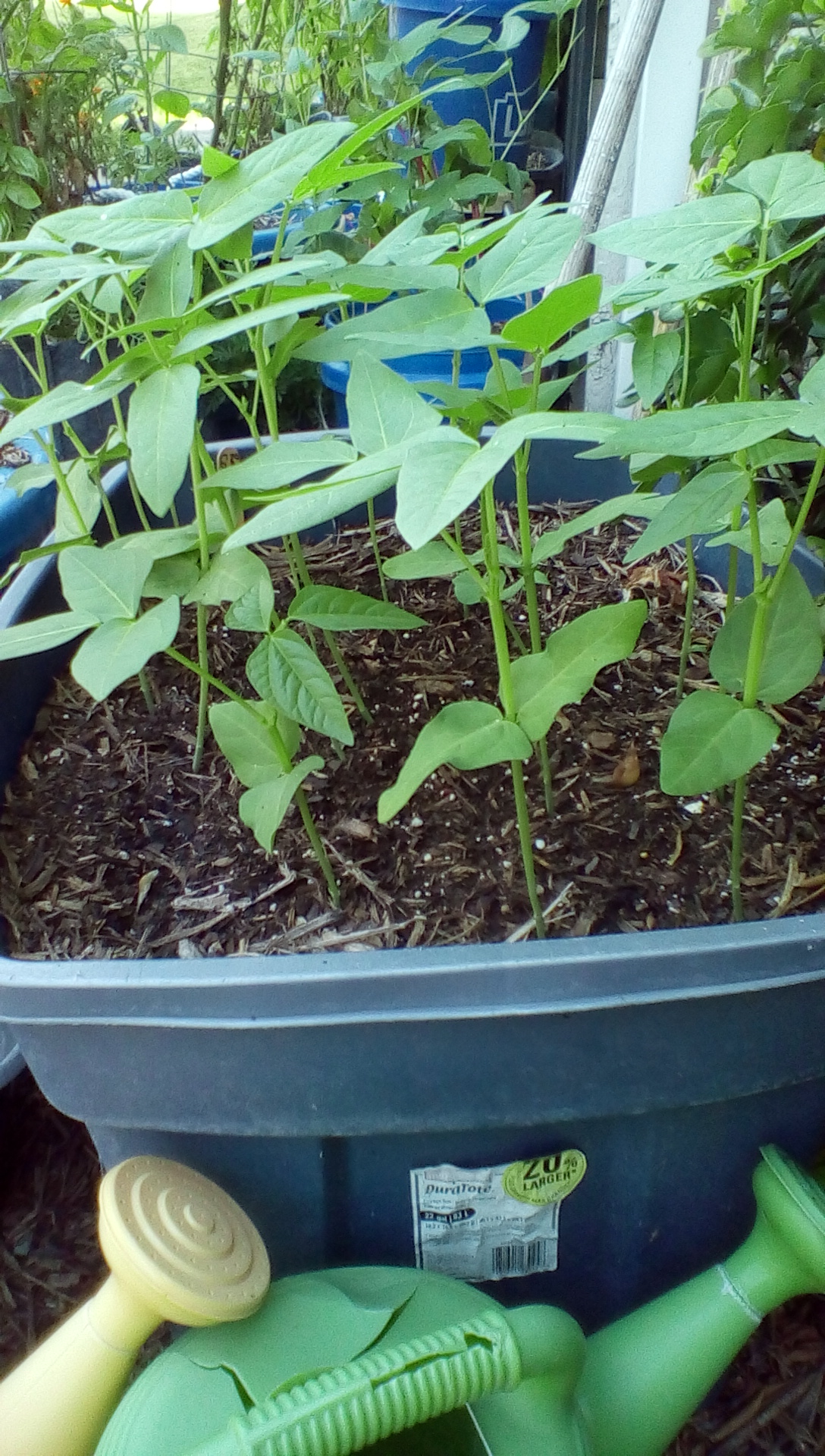 Progress in the garden – cowpeasinapot